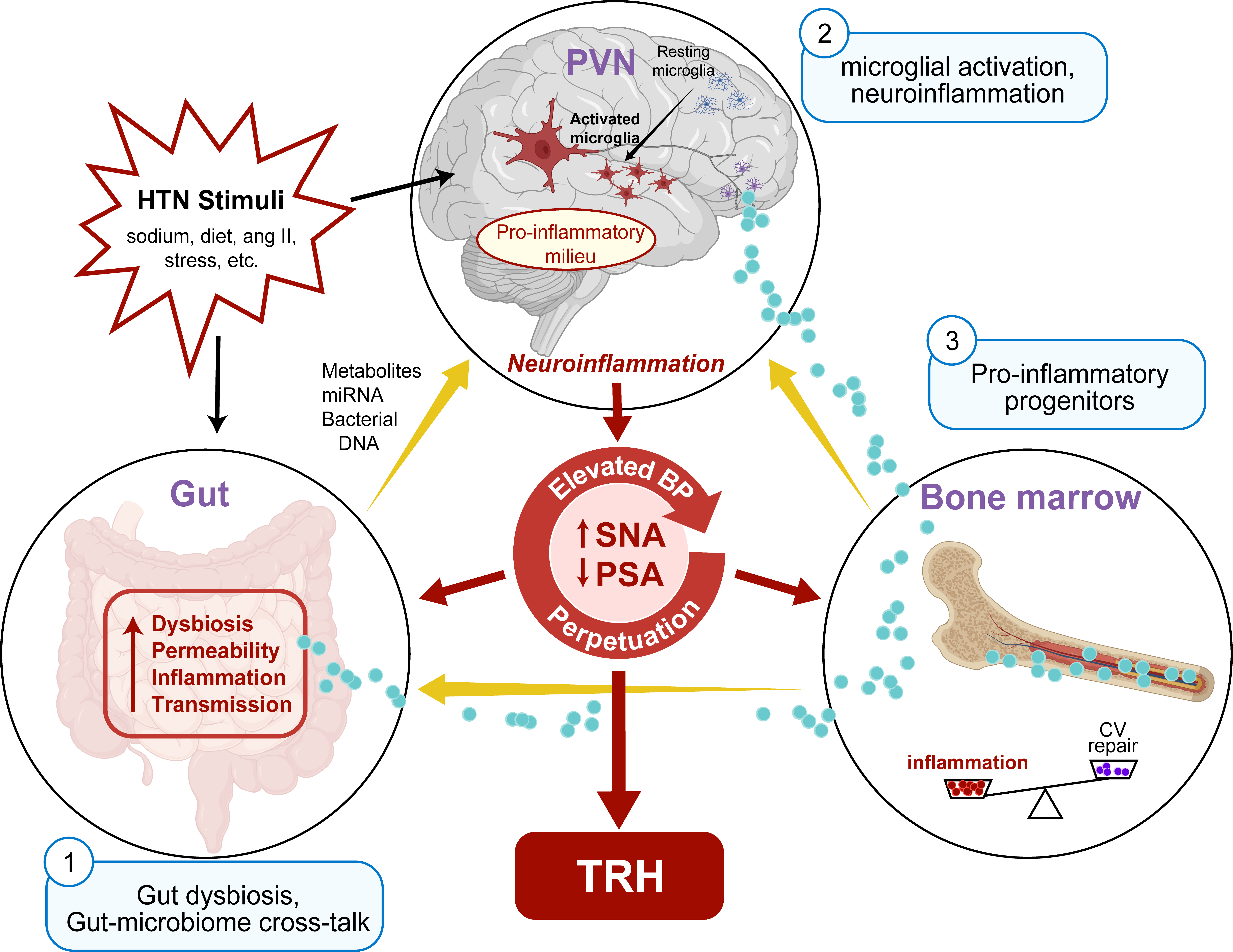 index – CV med Lab
